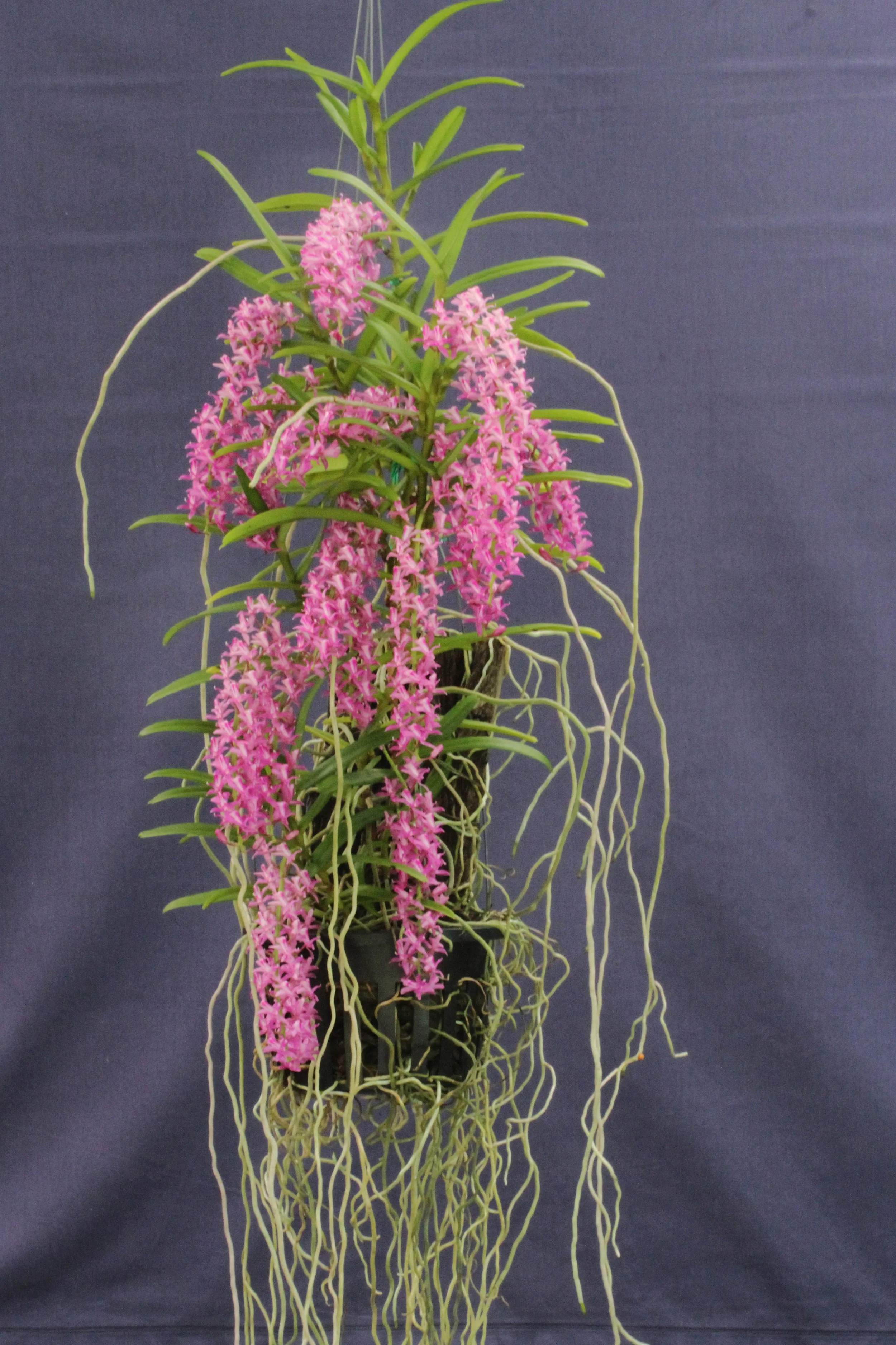 STOCQ & AOC Awards — Nambour Orchid Society
