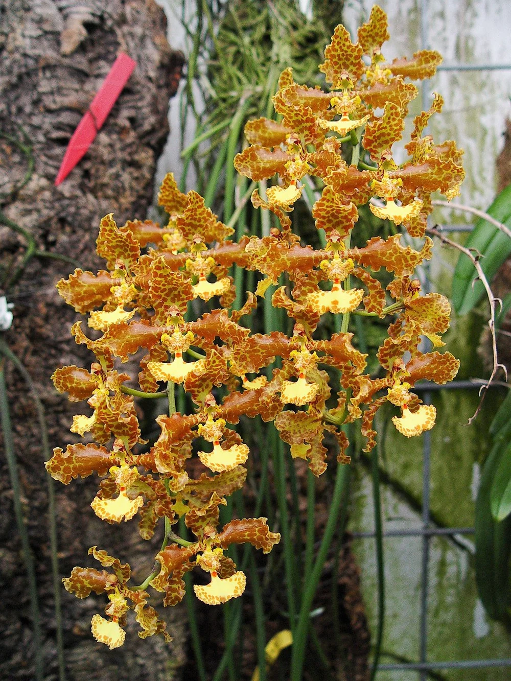 Trichocentrum stacyi — Nambour Orchid Society