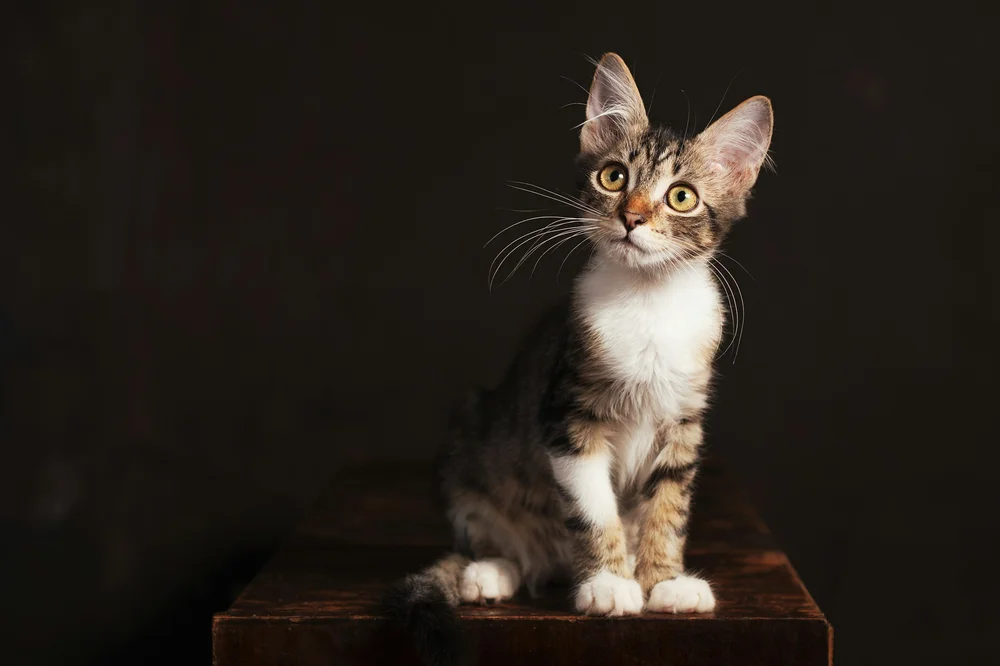 Cat Defence Network