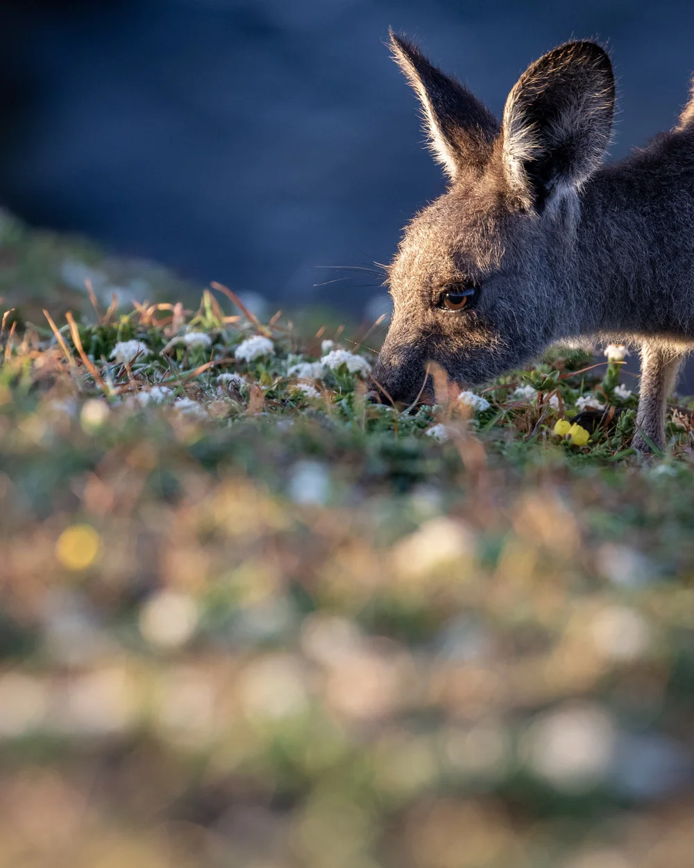 Ethics — Institute of Ecological Agriculture