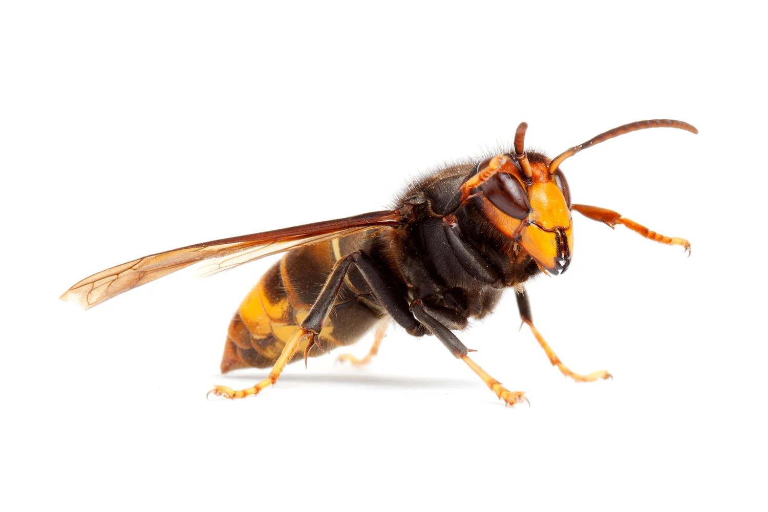 Pollenize - Biodiversity and Ecological Surveys, Wildflower Seeds ...