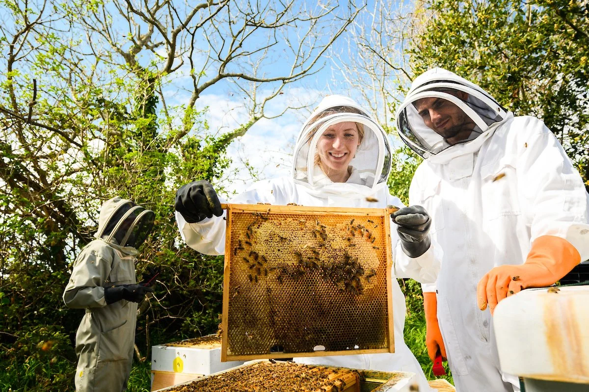 Pollenize CIC | Rewilding Citizen Science Seeds | Community Beekeeping ...