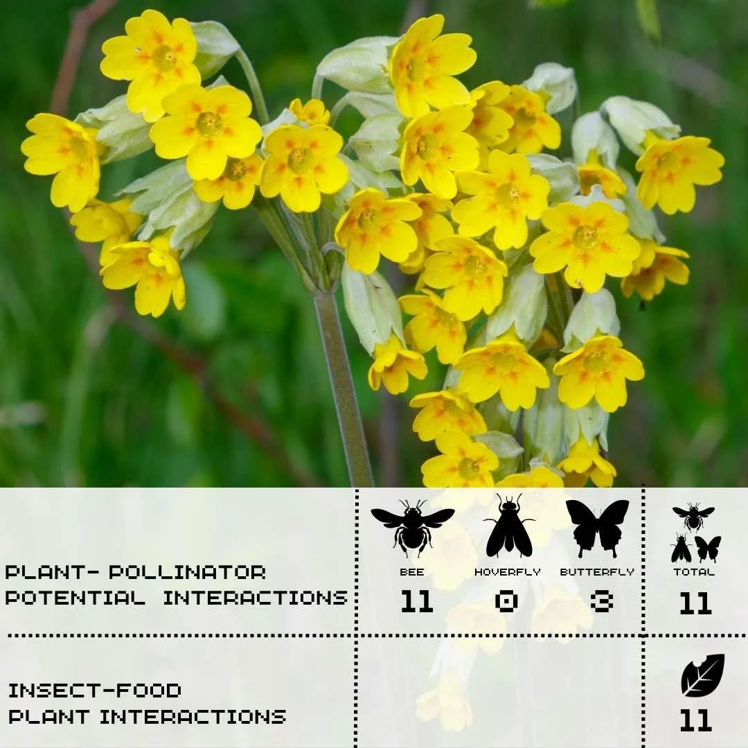 Pollenize - Biodiversity and Ecological Surveys, Wildflower Seeds ...
