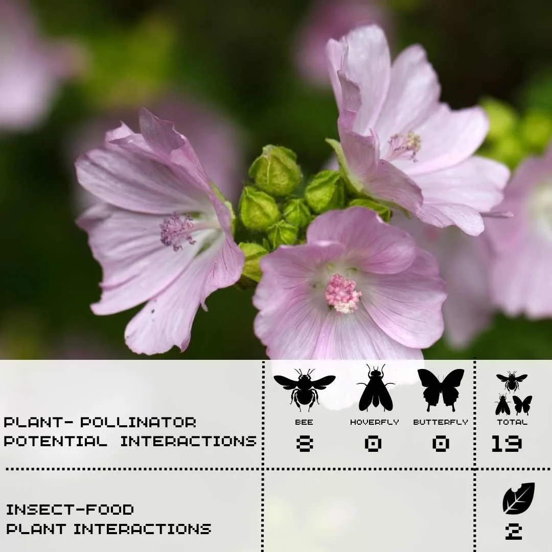 Pollenize - Biodiversity and Ecological Surveys, Wildflower Seeds ...