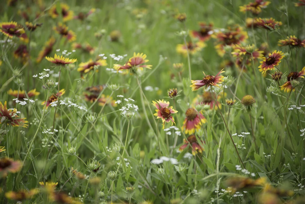 Public Events, Tours, and Workshops — Selah, Bamberger Ranch Preserve