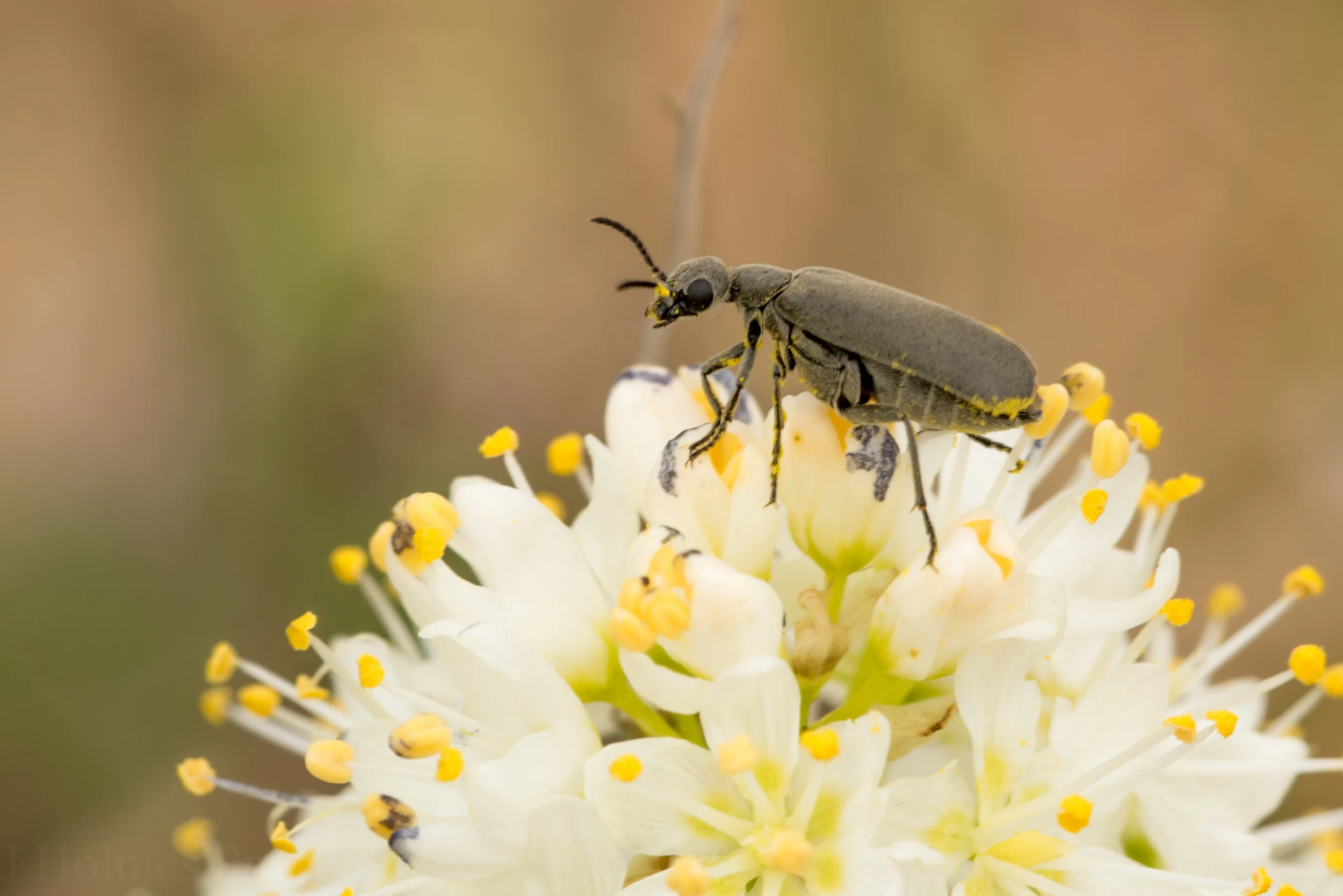 Research — Selah, Bamberger Ranch Preserve