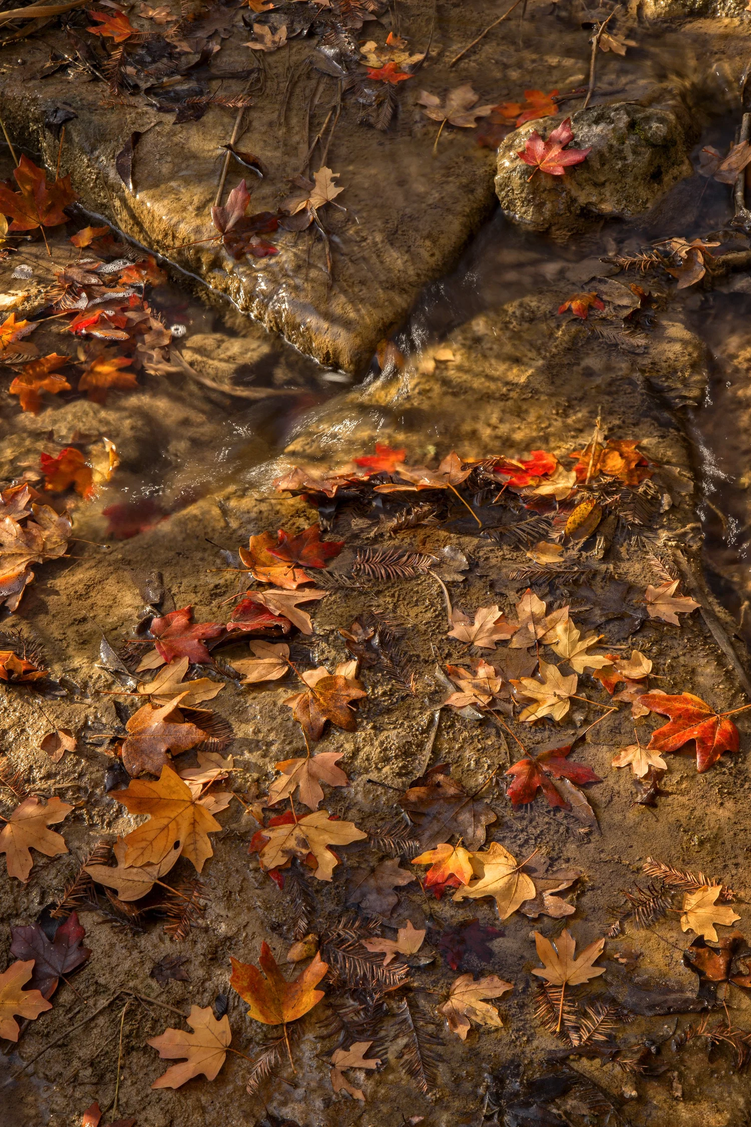 Public Events, Tours, and Workshops — Selah, Bamberger Ranch Preserve