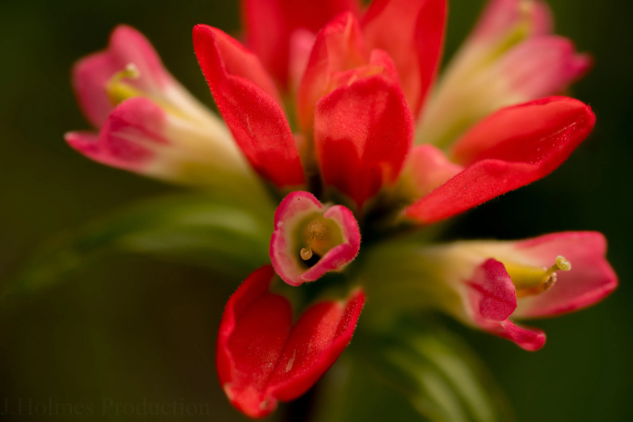 Research — Selah, Bamberger Ranch Preserve