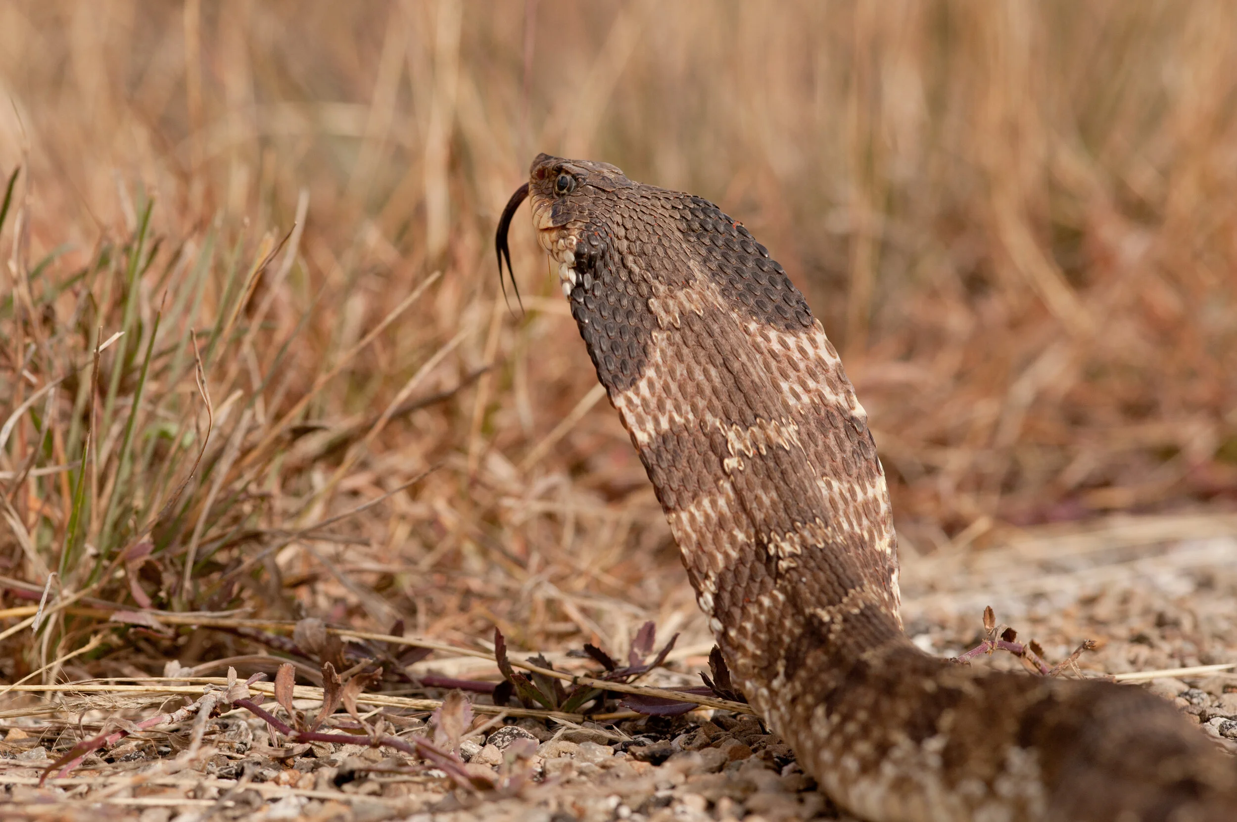 Research — Selah, Bamberger Ranch Preserve