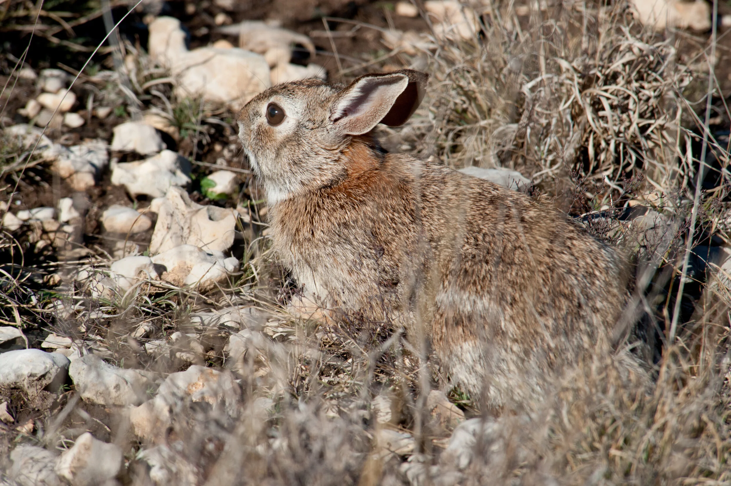 Research — Selah, Bamberger Ranch Preserve
