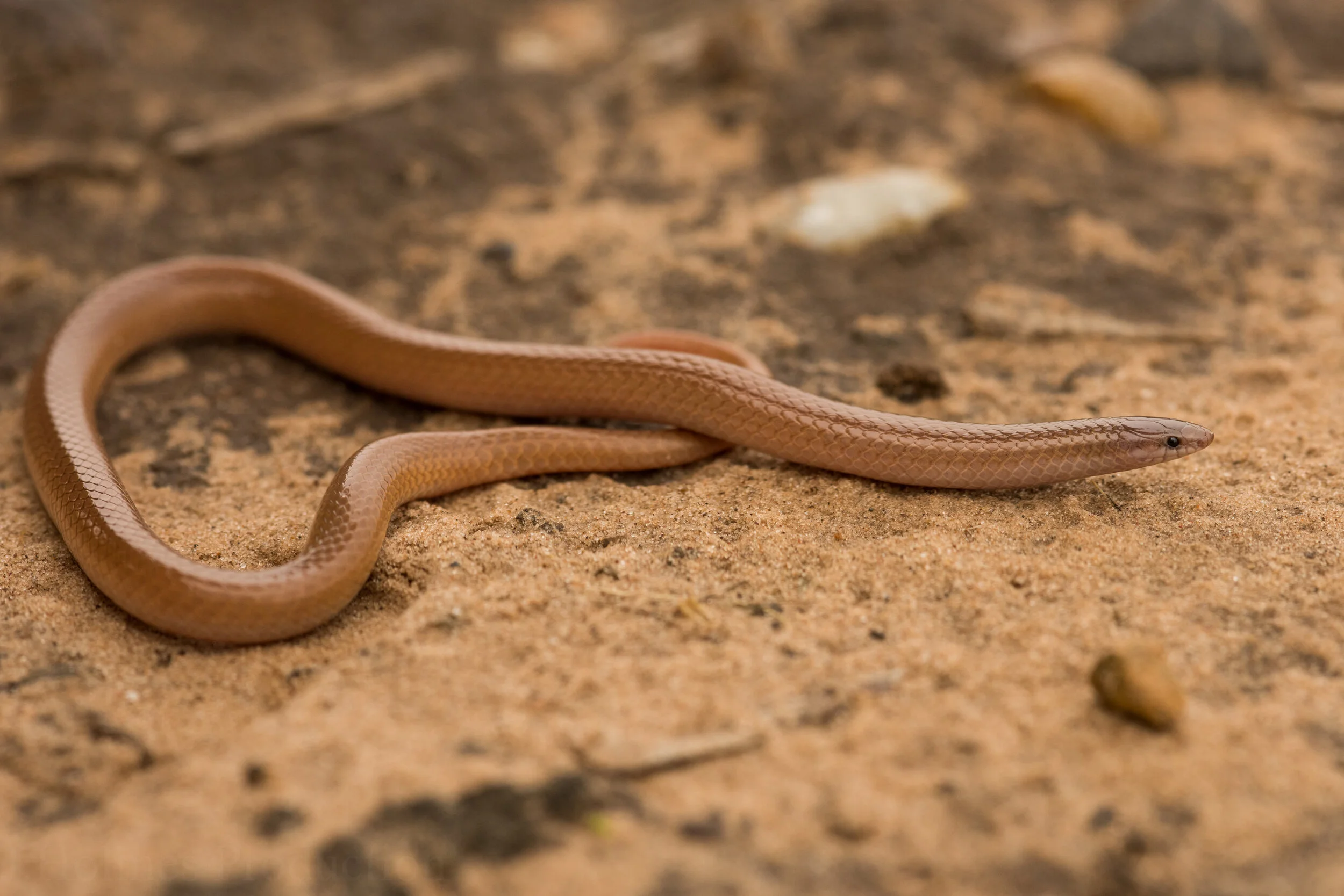 Research — Selah, Bamberger Ranch Preserve