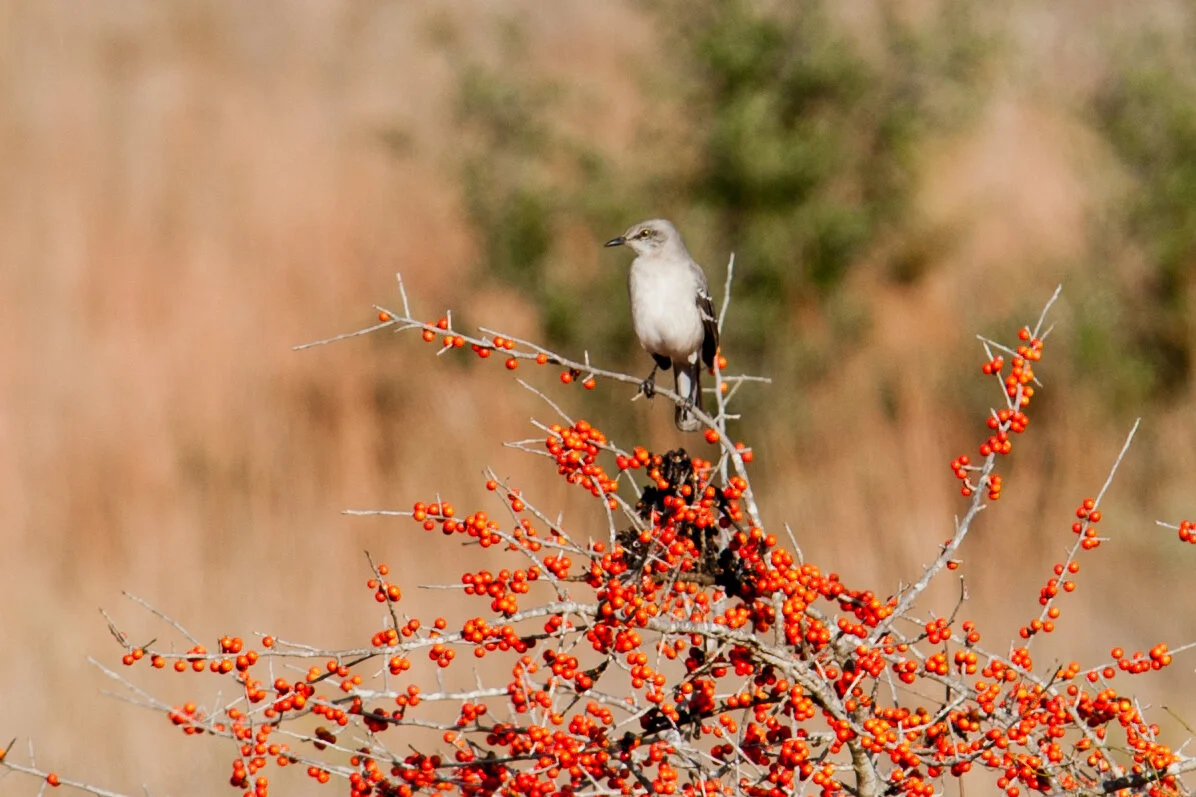 Research — Selah, Bamberger Ranch Preserve