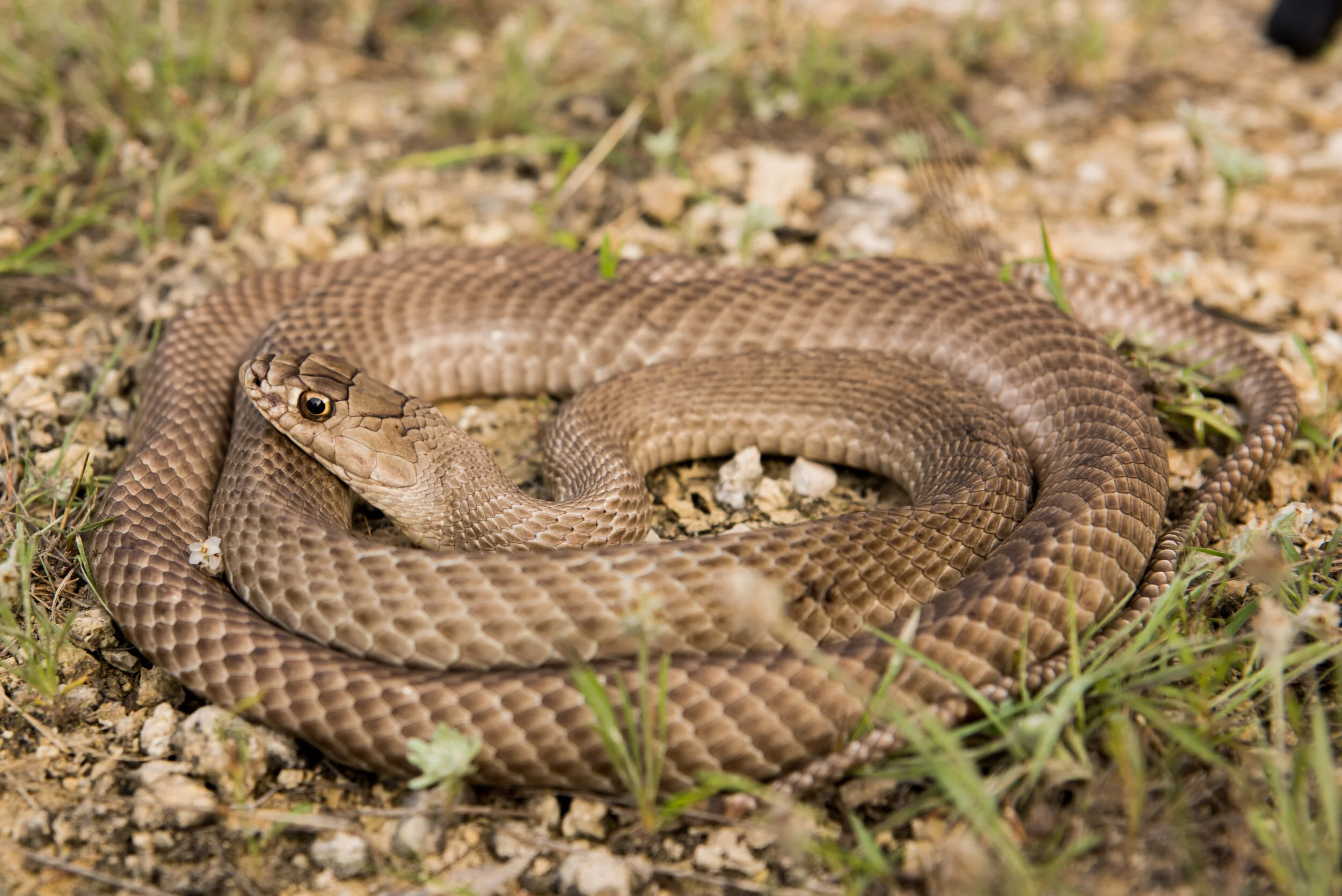 Research — Selah, Bamberger Ranch Preserve