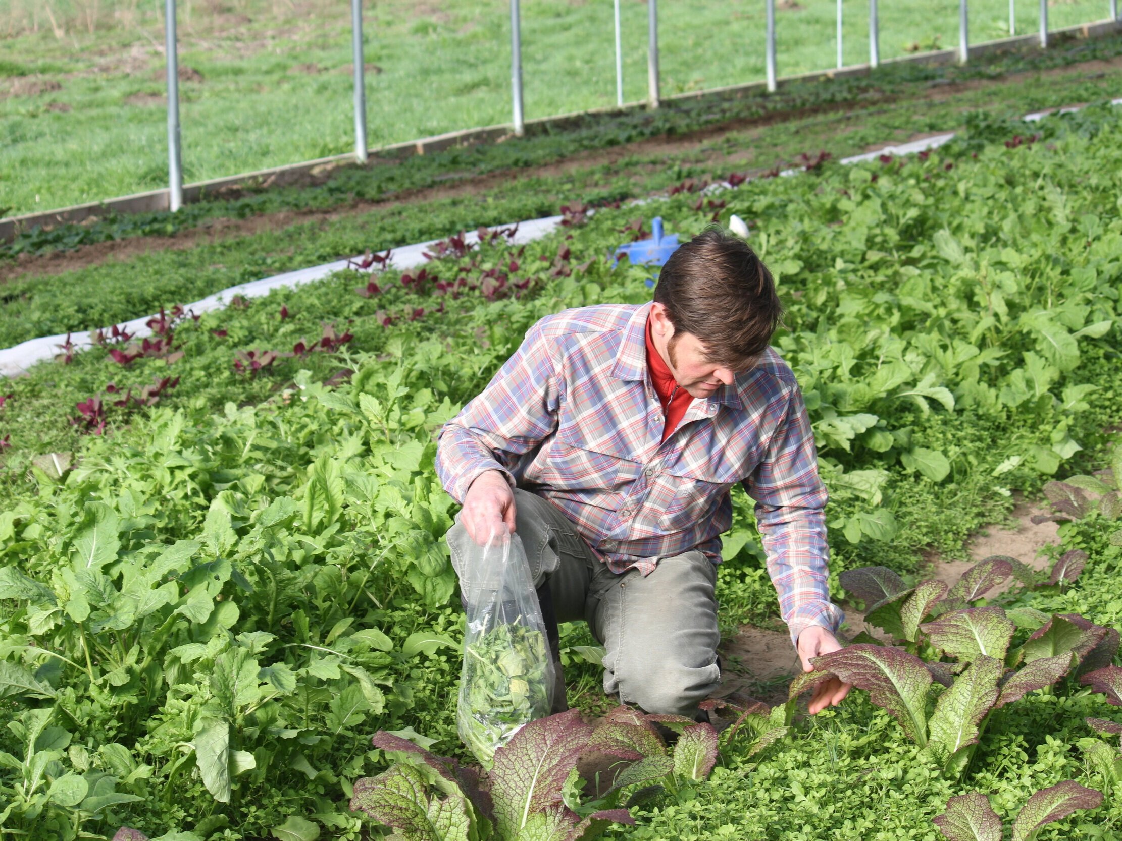 Your Farm 4