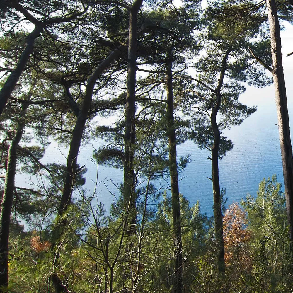 Pinus Pinaster Essential Oil