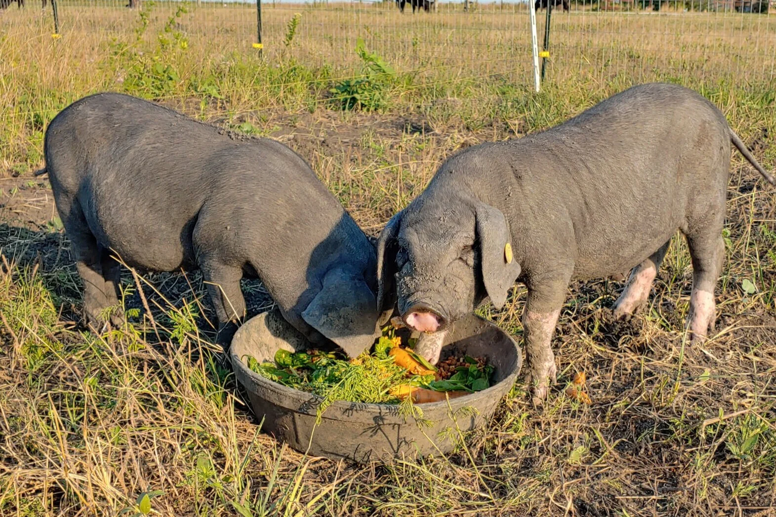 Animals for Sale — New Day Family Farm