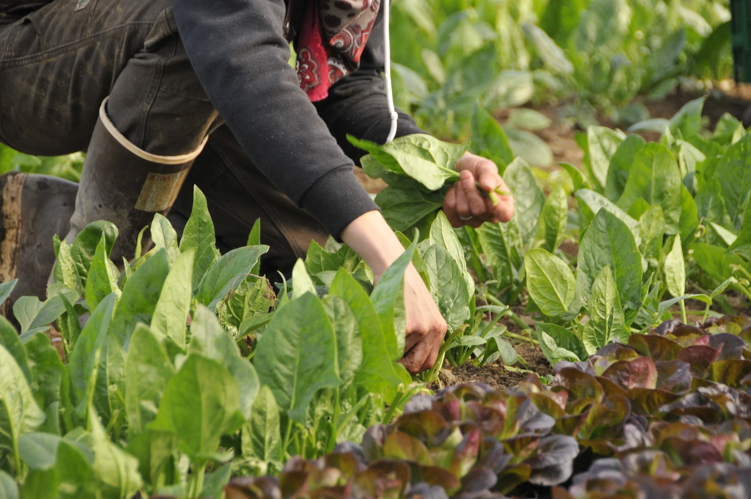 Our Team — Waldo County Bounty