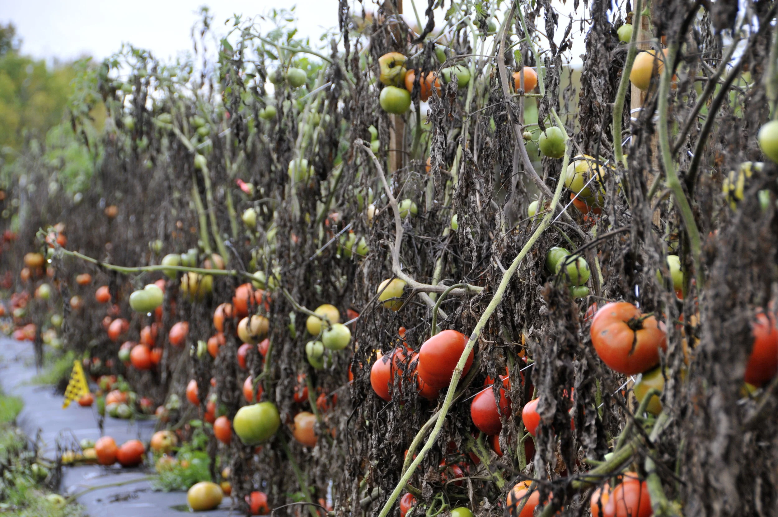 Join the Glean Team! — Waldo County Bounty