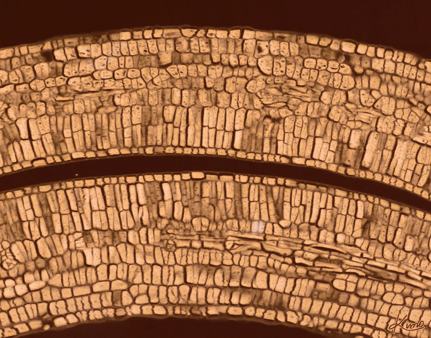 Brick Wall — KIMO Fine Art