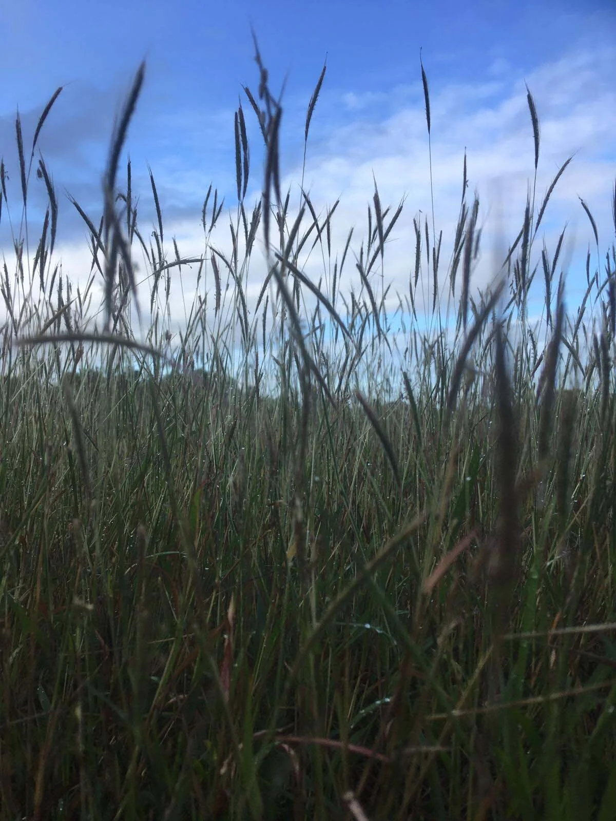 Sour Grass