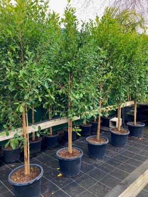 Ficus Tuffi — The Urban Jungle