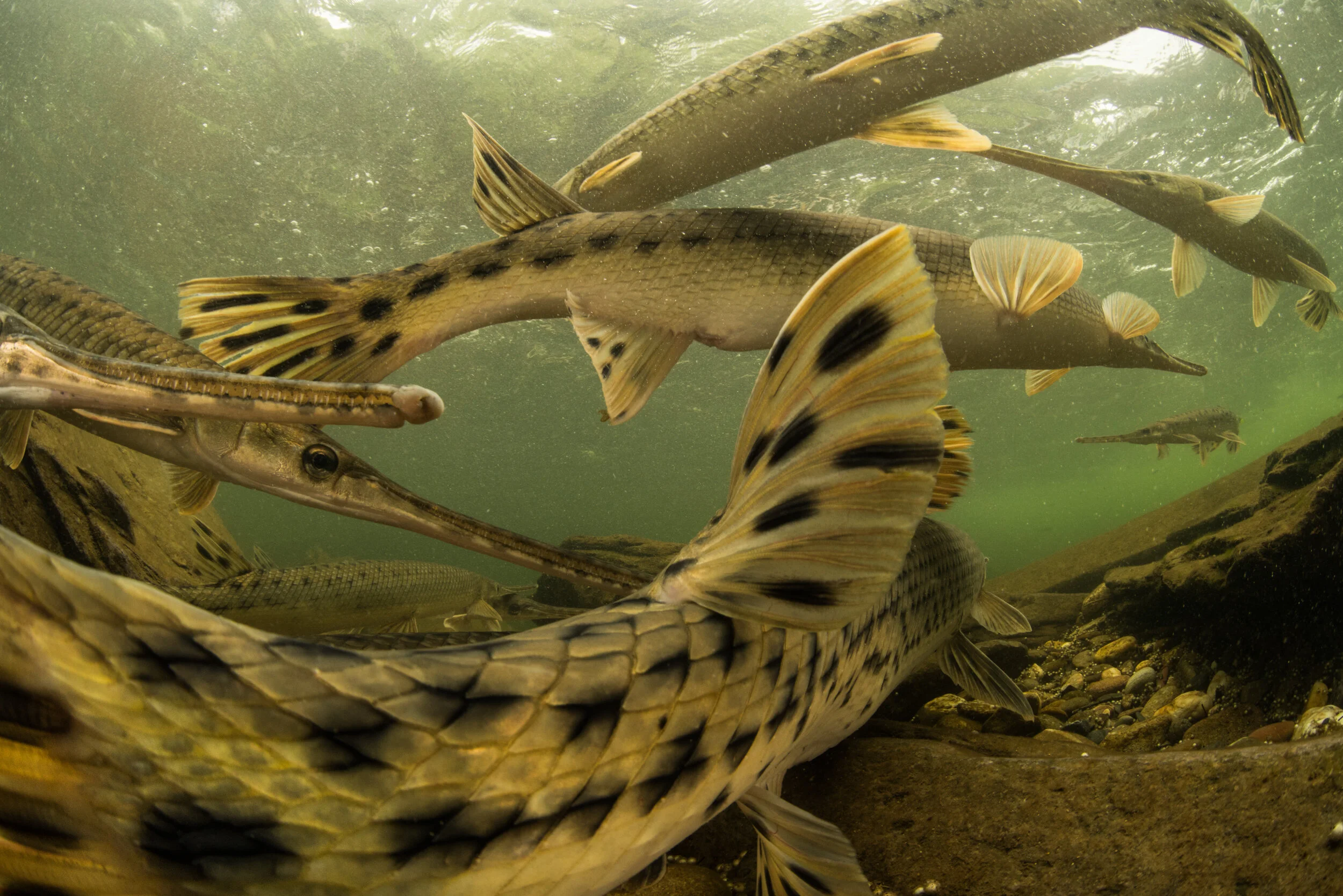 Hidden Rivers — Freshwaters Illustrated