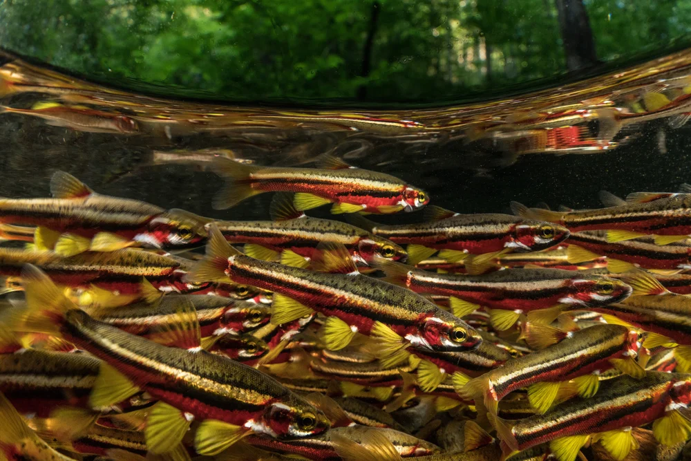 Hidden Rivers — Freshwaters Illustrated