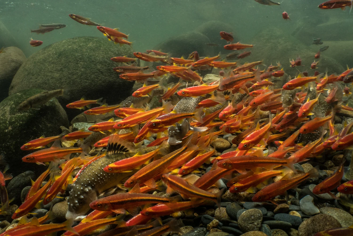 Hidden Rivers — Freshwaters Illustrated