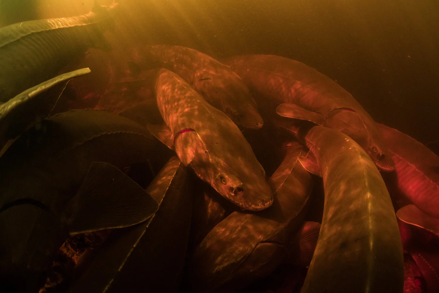 Hidden Rivers — Freshwaters Illustrated
