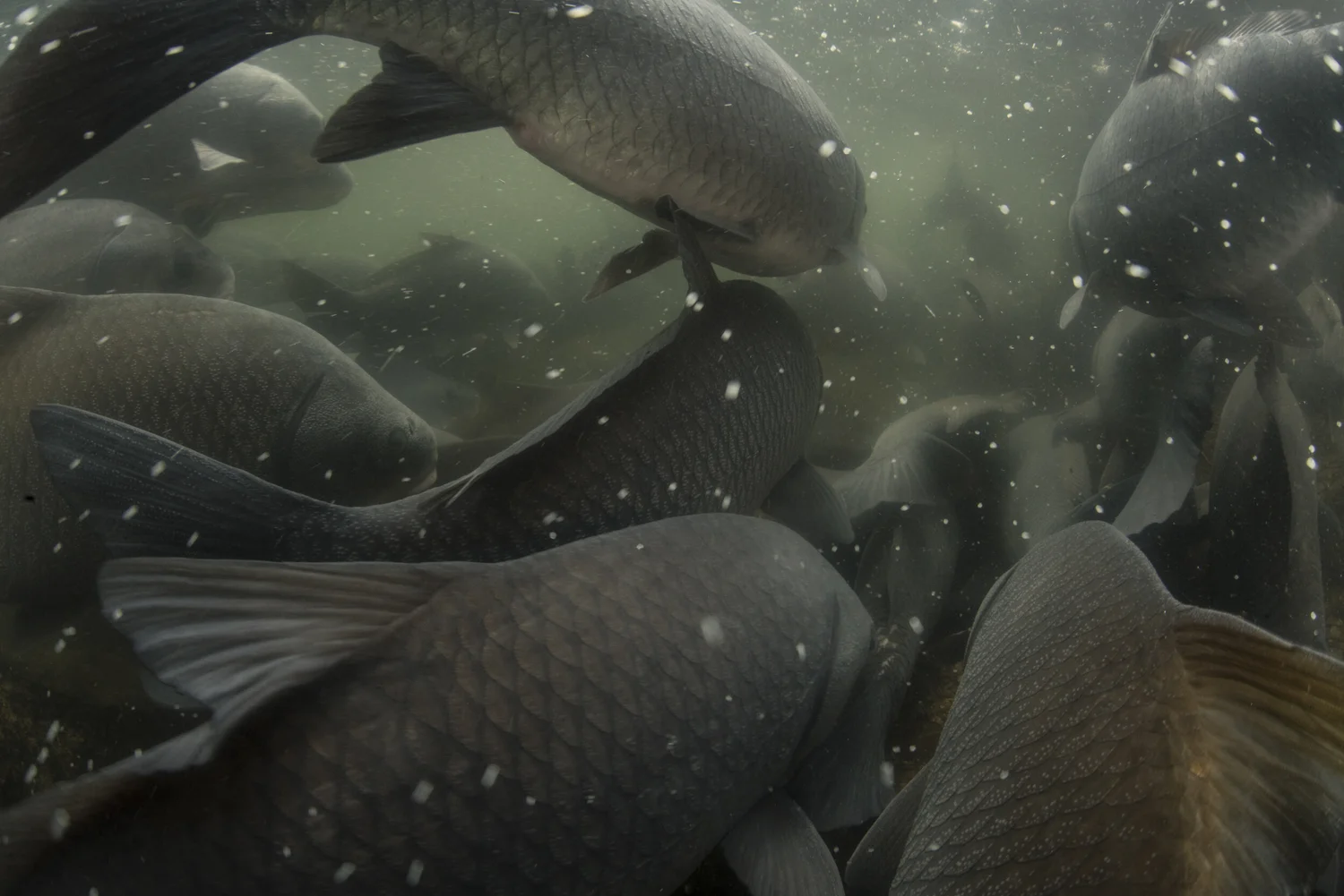 Hidden Rivers — Freshwaters Illustrated