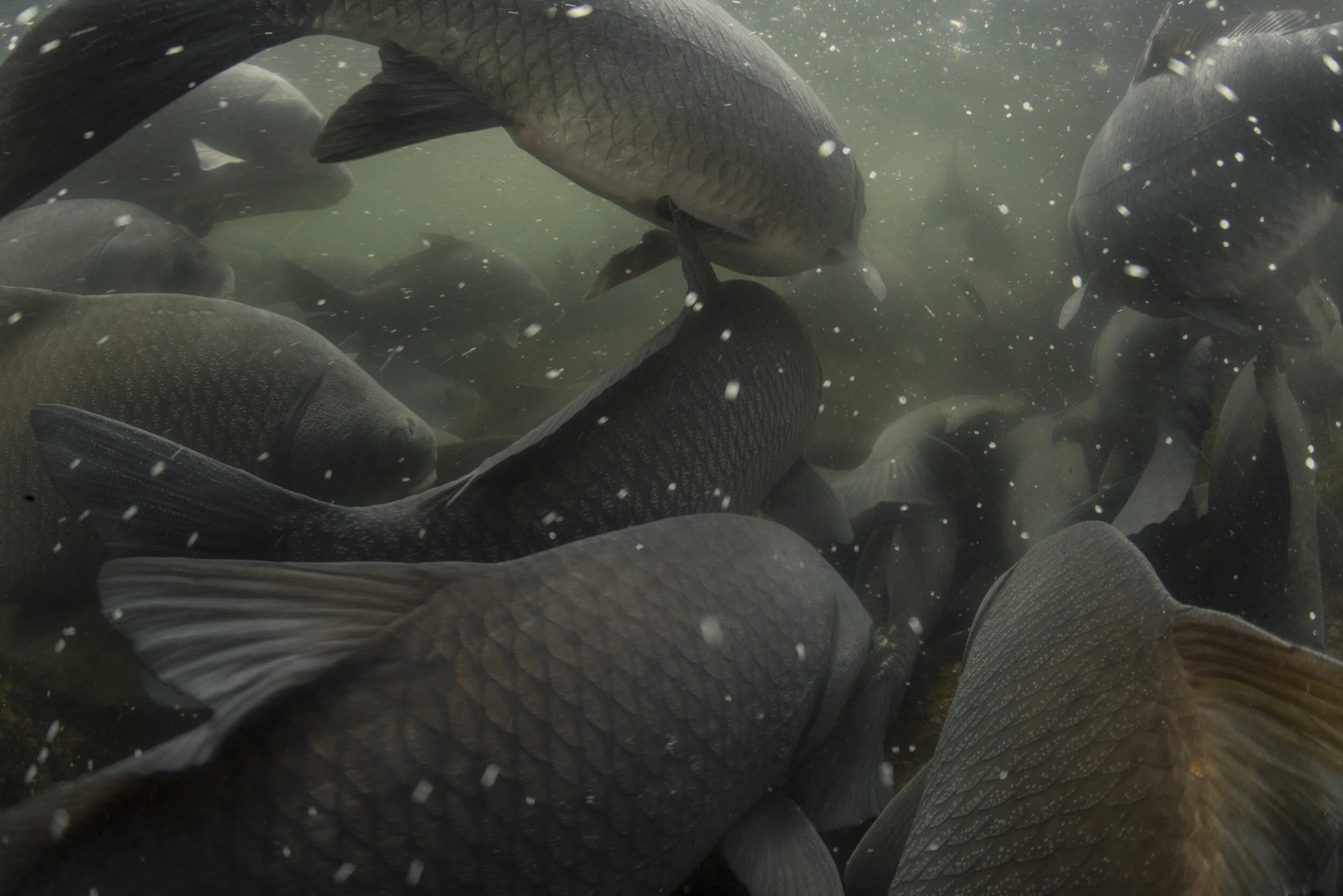 Hidden Rivers — Freshwaters Illustrated