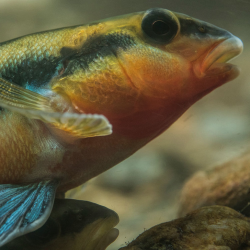 Hidden Rivers — Freshwaters Illustrated