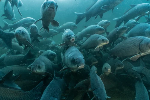 Imagery and Stories on Freshwater Life, Science, and Conservation ...
