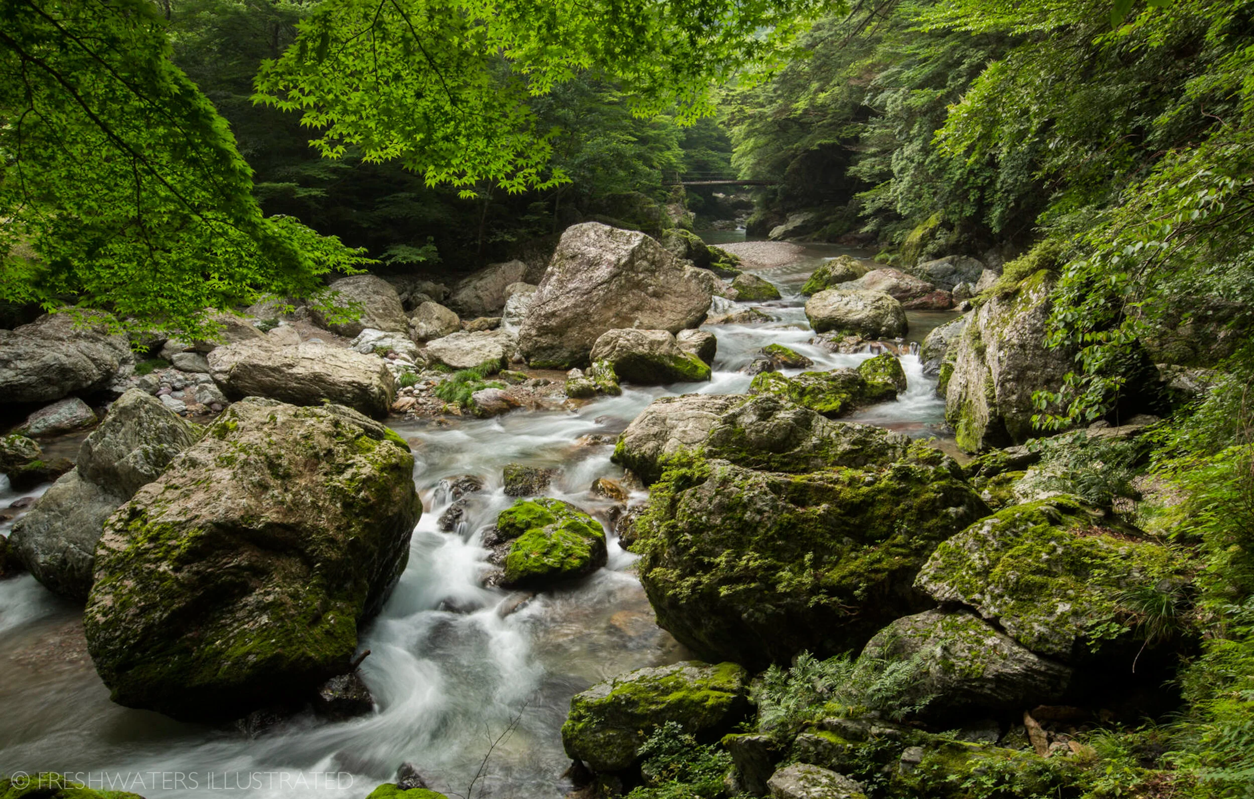 Riverwebs — Freshwaters Illustrated