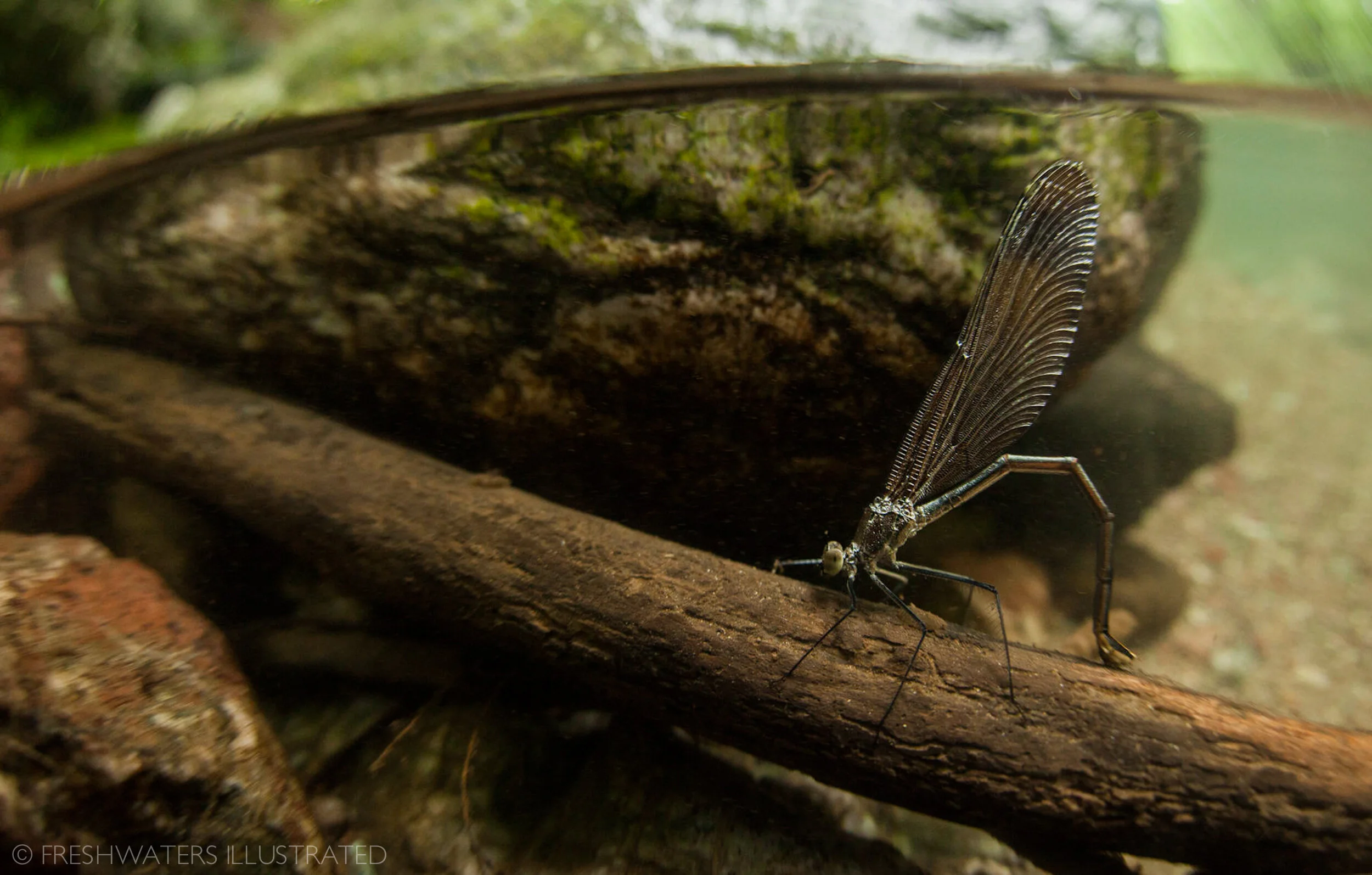 Riverwebs — Freshwaters Illustrated