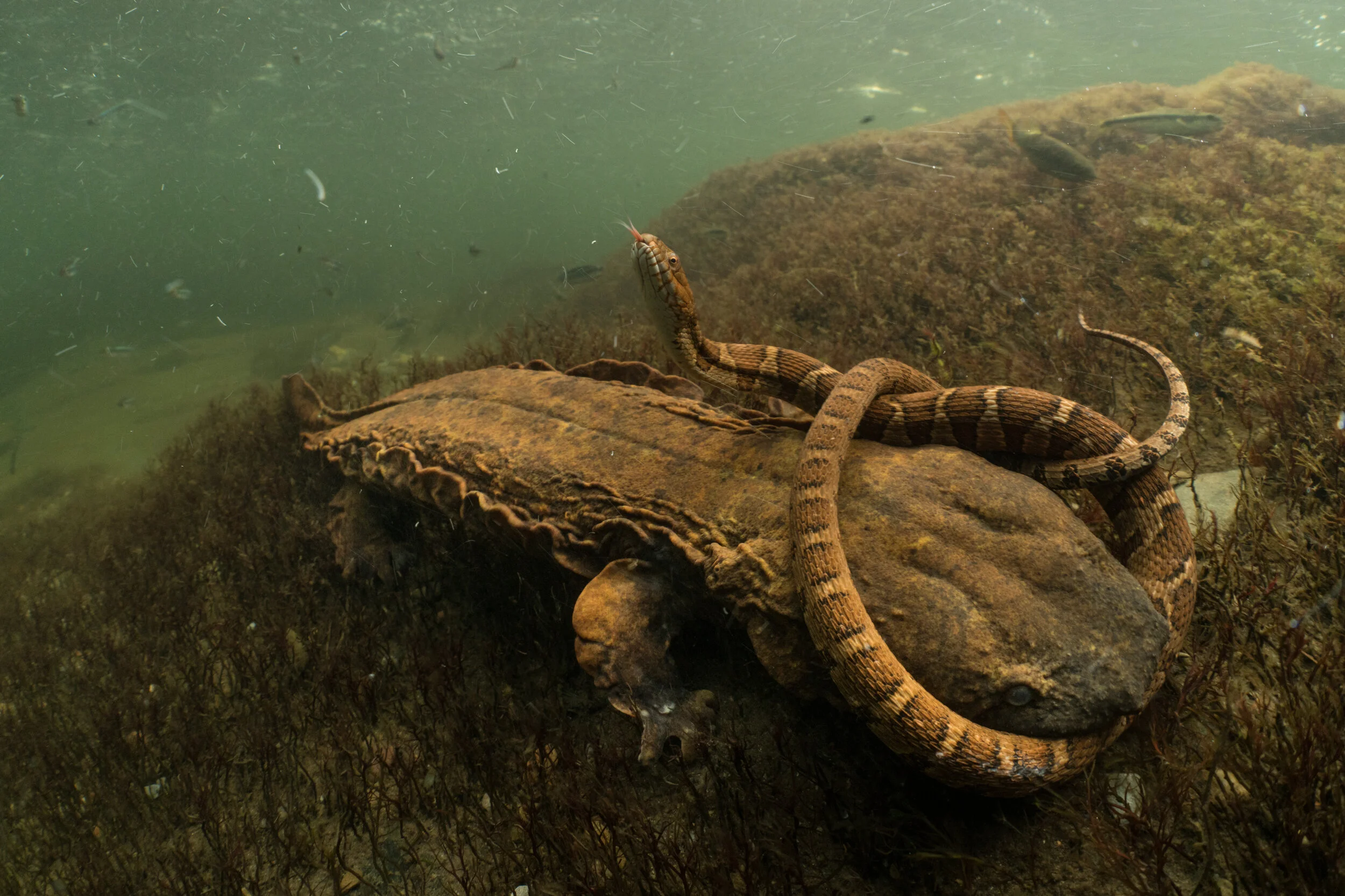 Hidden Rivers — Freshwaters Illustrated