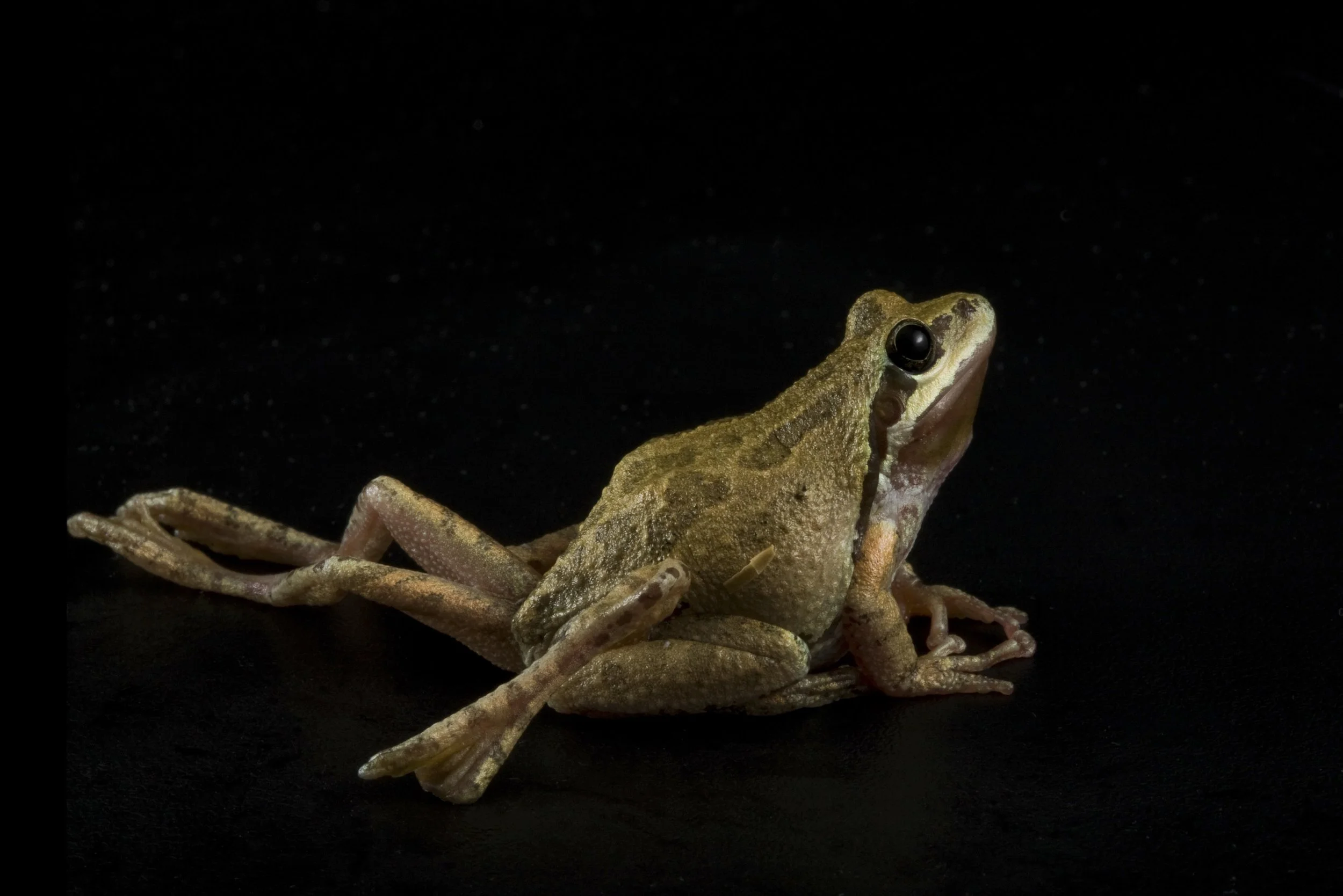 Twisted — Freshwaters Illustrated