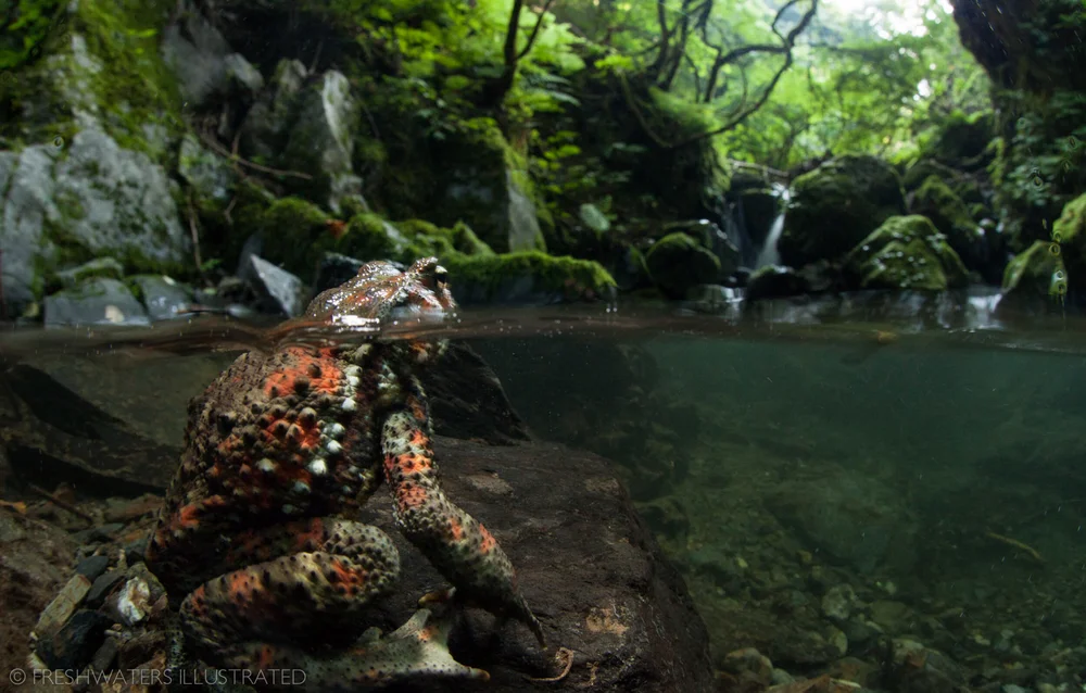 Riverwebs — Freshwaters Illustrated