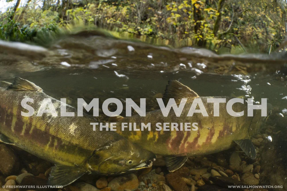 Salmon Watch — Freshwaters Illustrated
