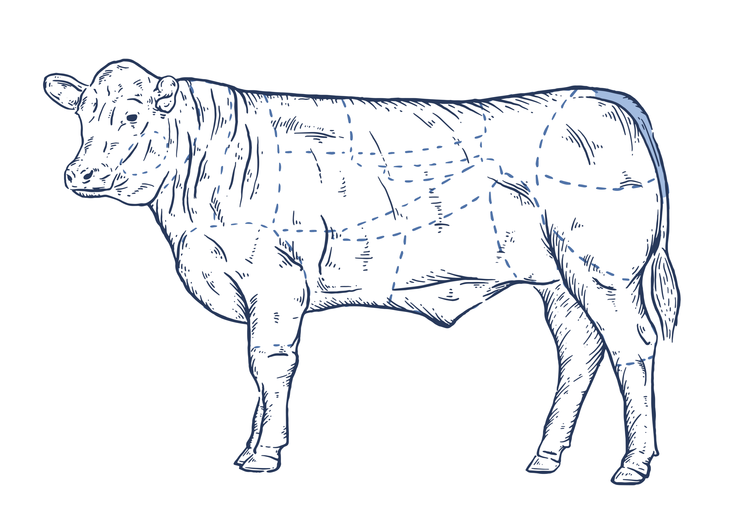 Macka Cuts & Recipes — Macka's Australian Black Angus Beef