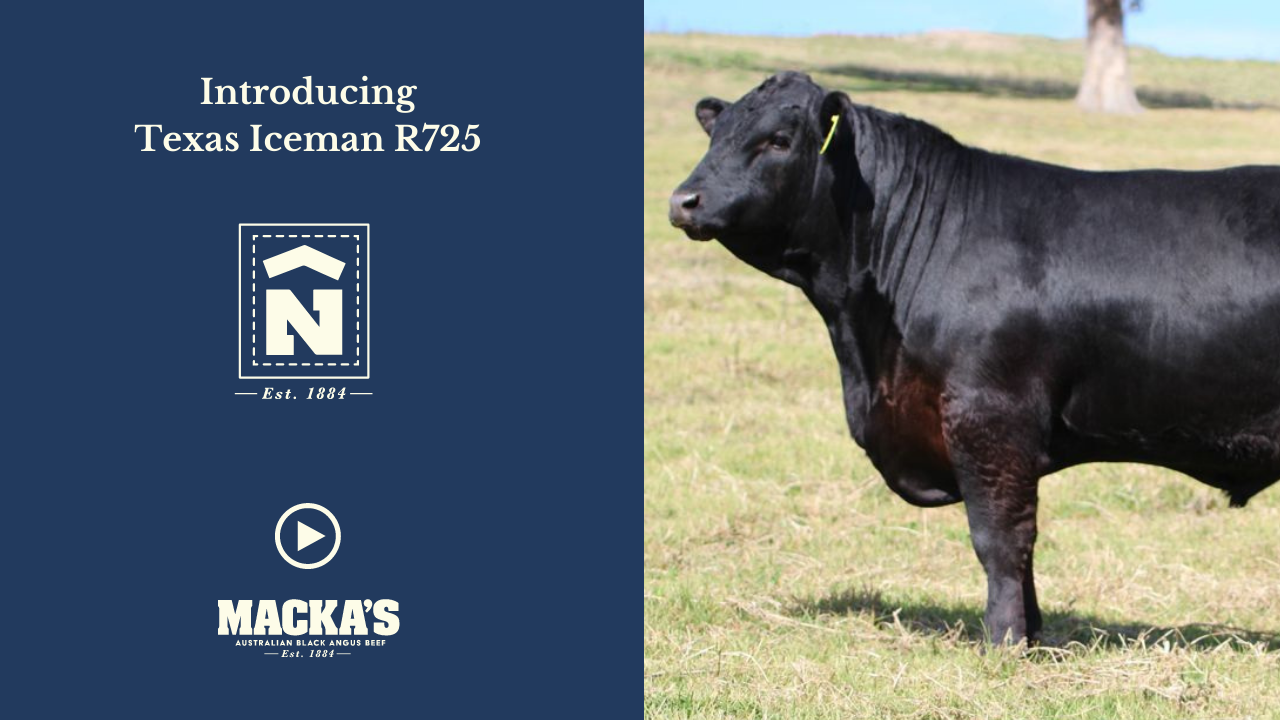 “Iceman" lands at Macka’s — Macka's Australian Black Angus Pastoral & Beef