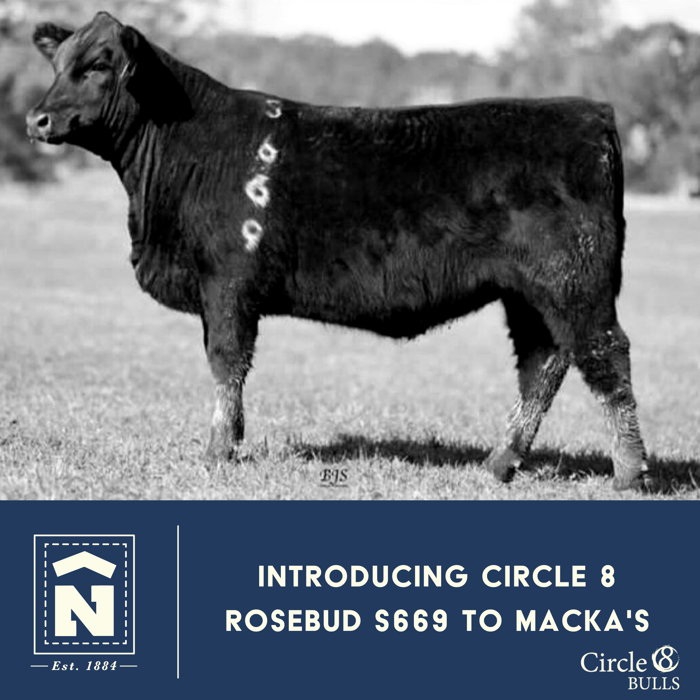 Macka's Australian Black Angus Beef