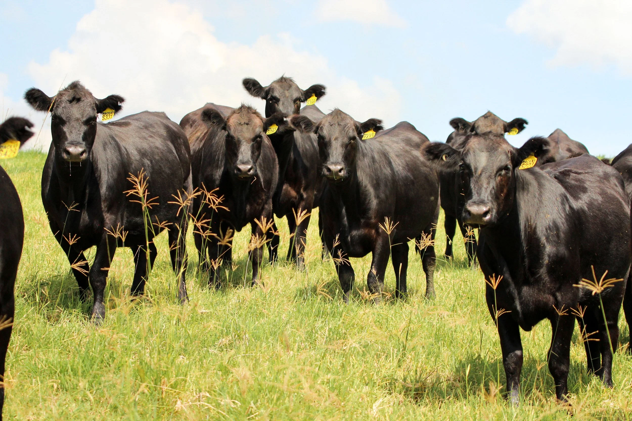 Commercial Female Sale 24th March 2023 — Macka's Australian Black Angus ...