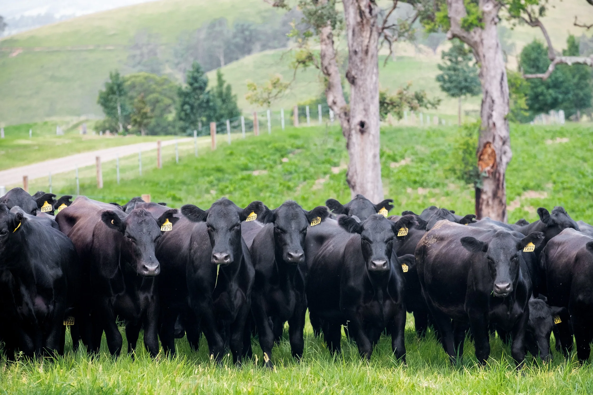 Commercial Female Sale 24th March 2023 — Macka's Australian Black Angus ...