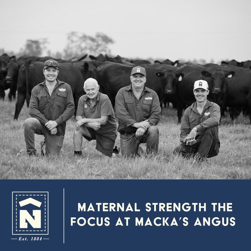 News — Macka's Australian Black Angus Pastoral & Beef