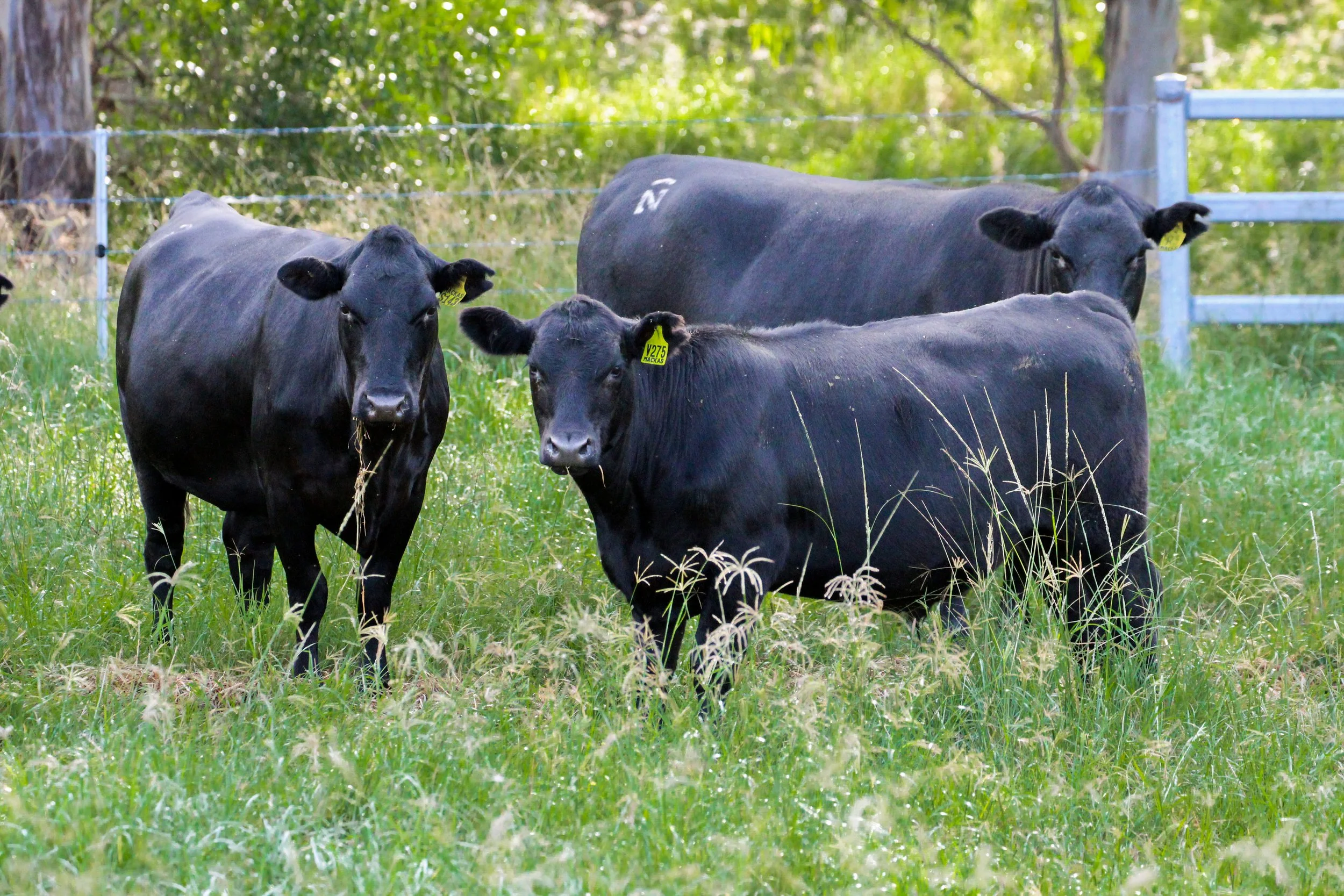 Macka's Australian Black Angus Beef