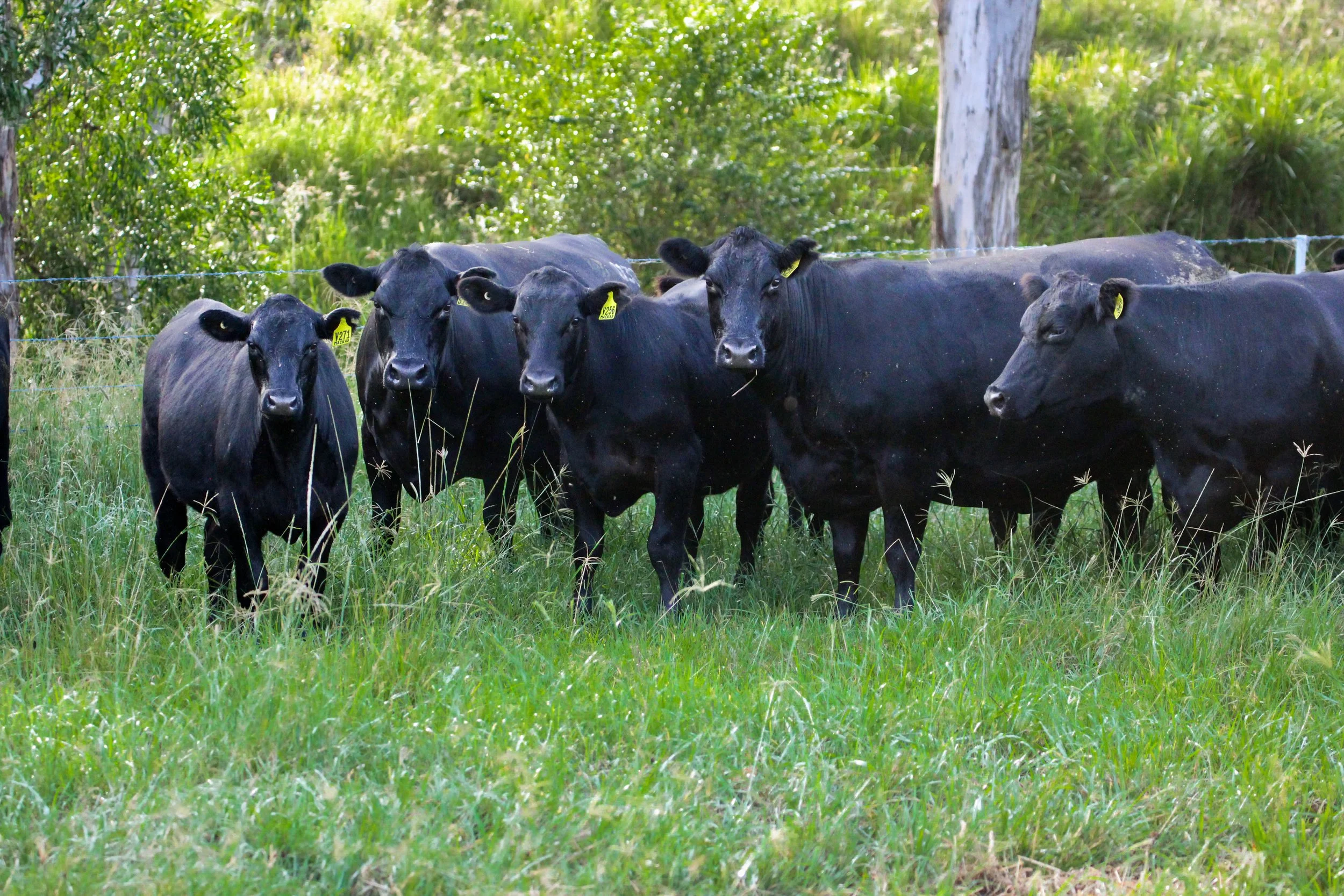 Macka's Australian Black Angus Beef