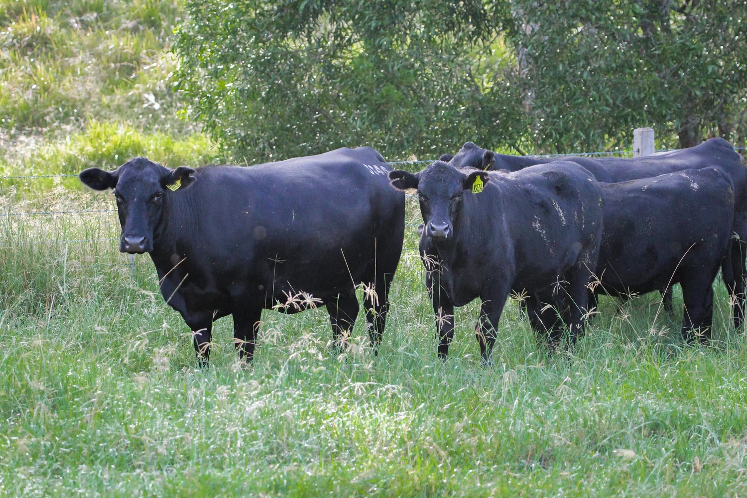 Macka's Australian Black Angus Beef