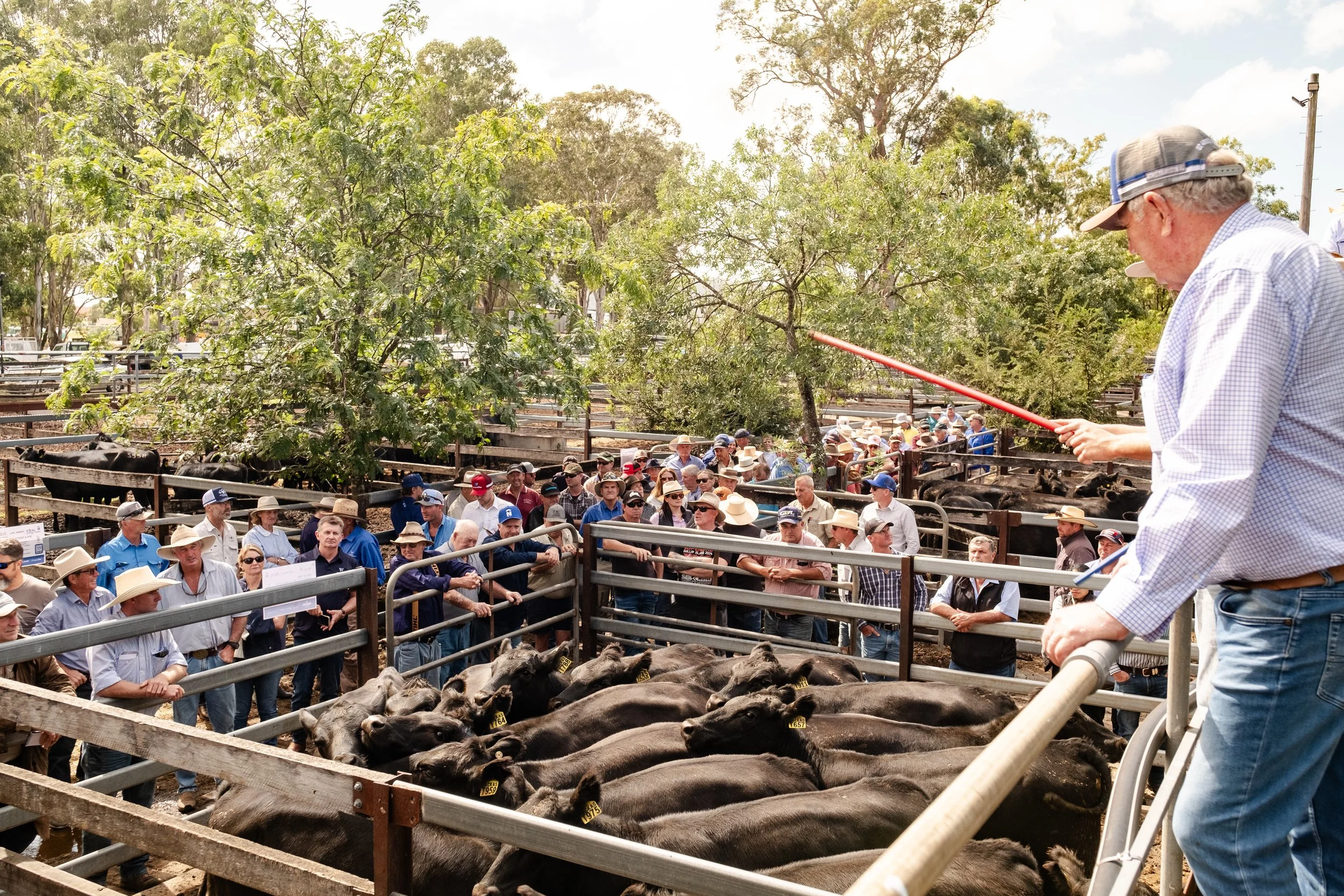 PTIC heifers in calf to $225,000 Iceman make $4300 at Gloucester sale ...