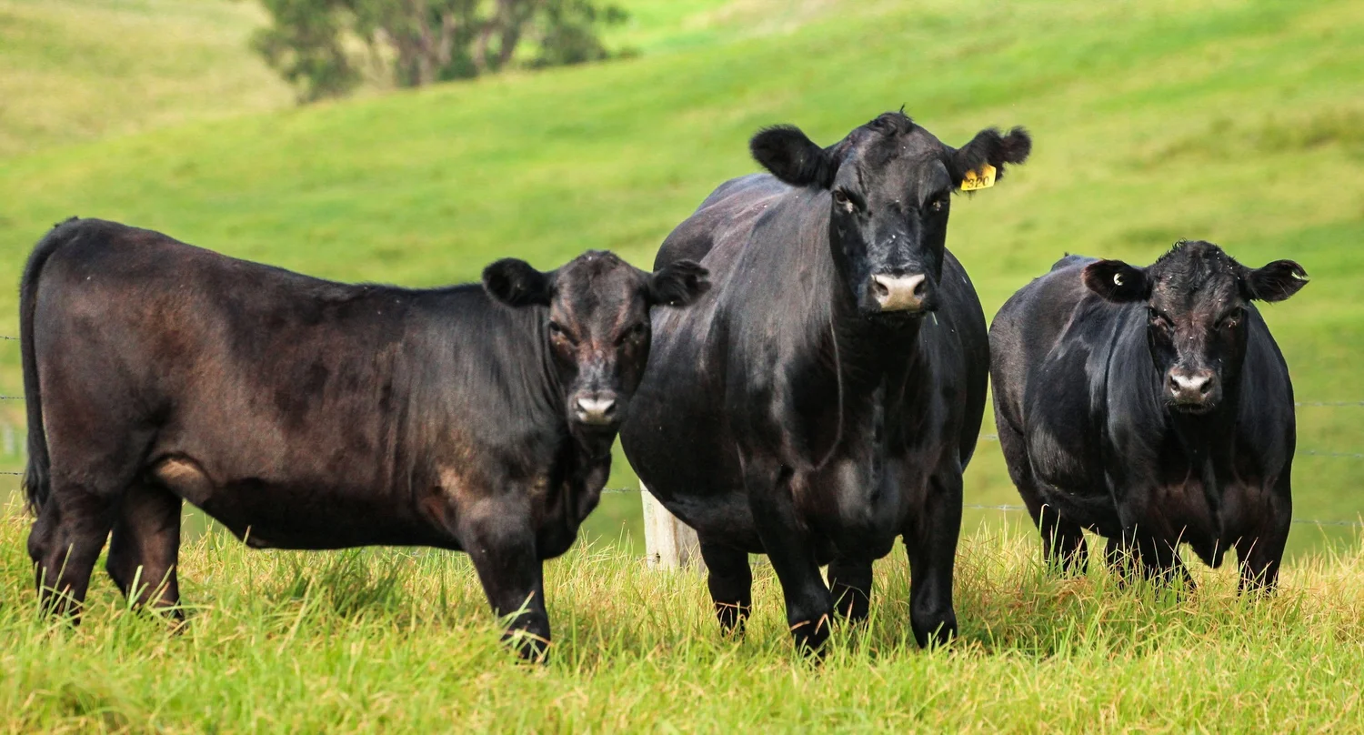 Macka's Australian Black Angus Beef